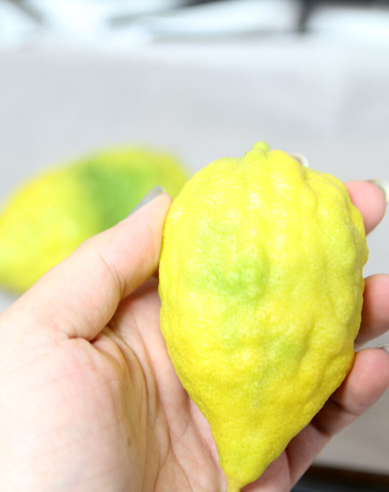 How to Dry Etrog Slices - Jewish Moms & Crafters