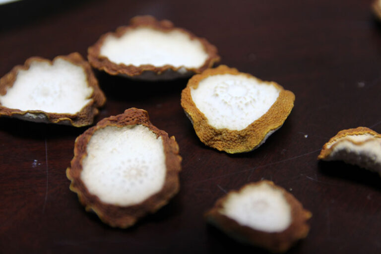 How to Dry Etrog Slices - Jewish Moms & Crafters